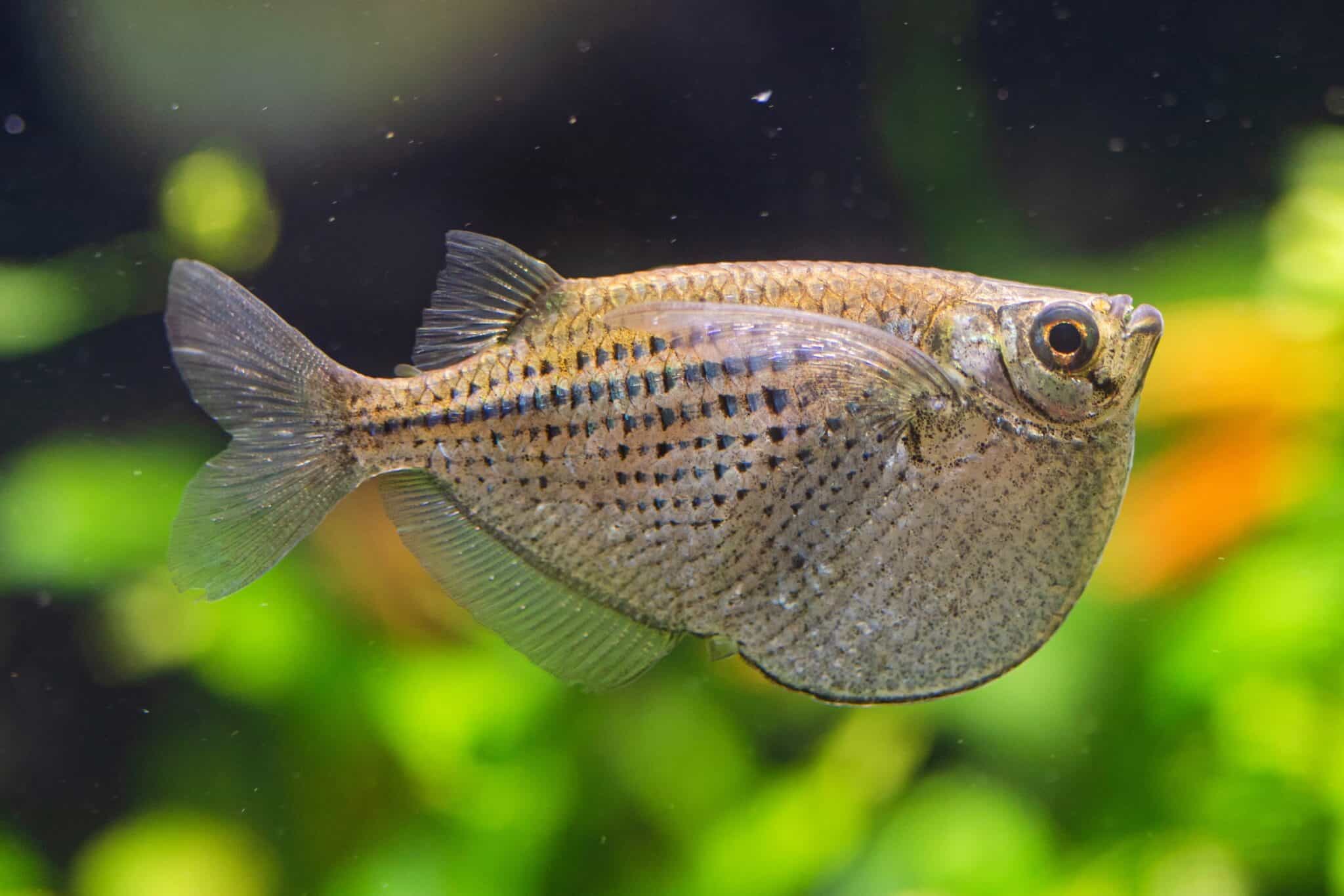 31 Best Top-Dwelling Fish for Your Aquarium