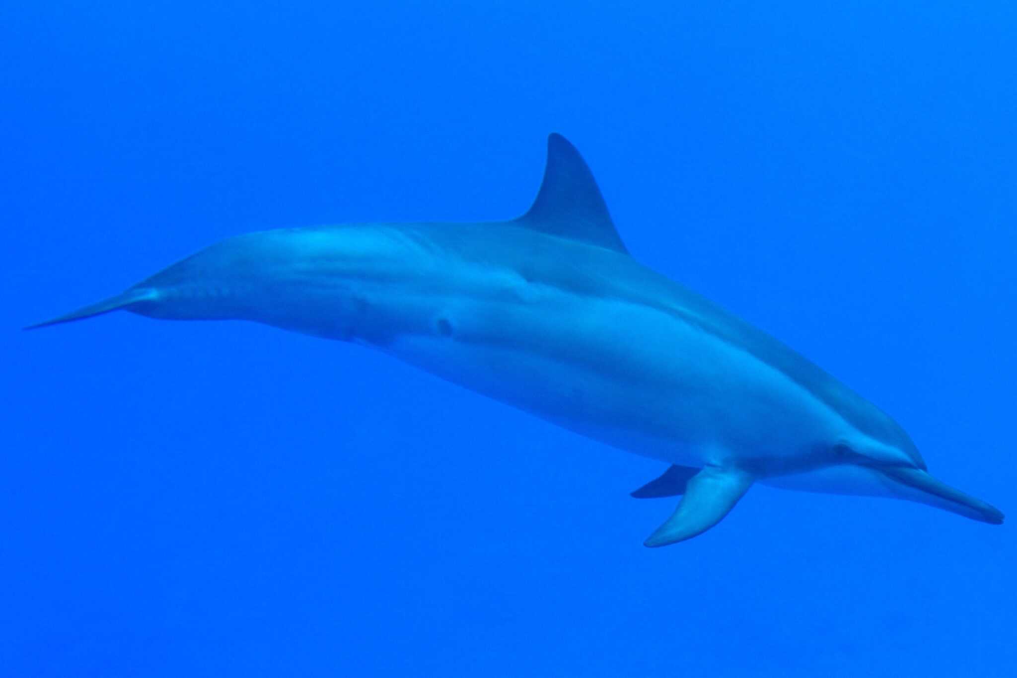 25 Different Types of Dolphins: A Definitive Guide
