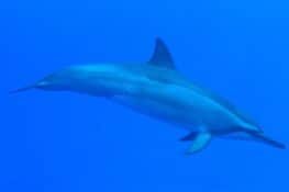 25 Different Types of Dolphins: A Definitive Guide