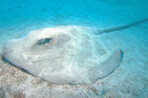 12 Interesting Facts About Stingray Teeth - Aquarium Whisperer