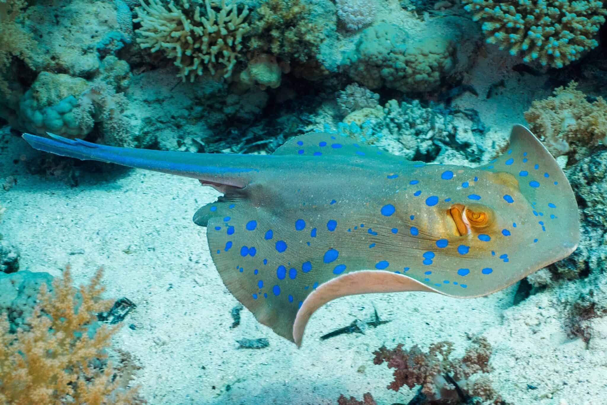Manta Ray vs. Stingray: What’s the Difference?