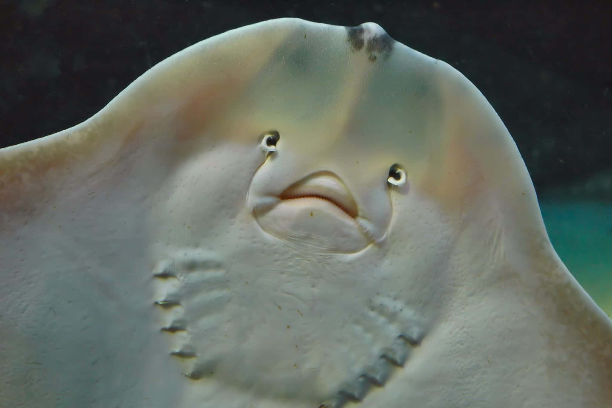 12 Interesting Facts About Stingray Teeth - Aquarium Whisperer