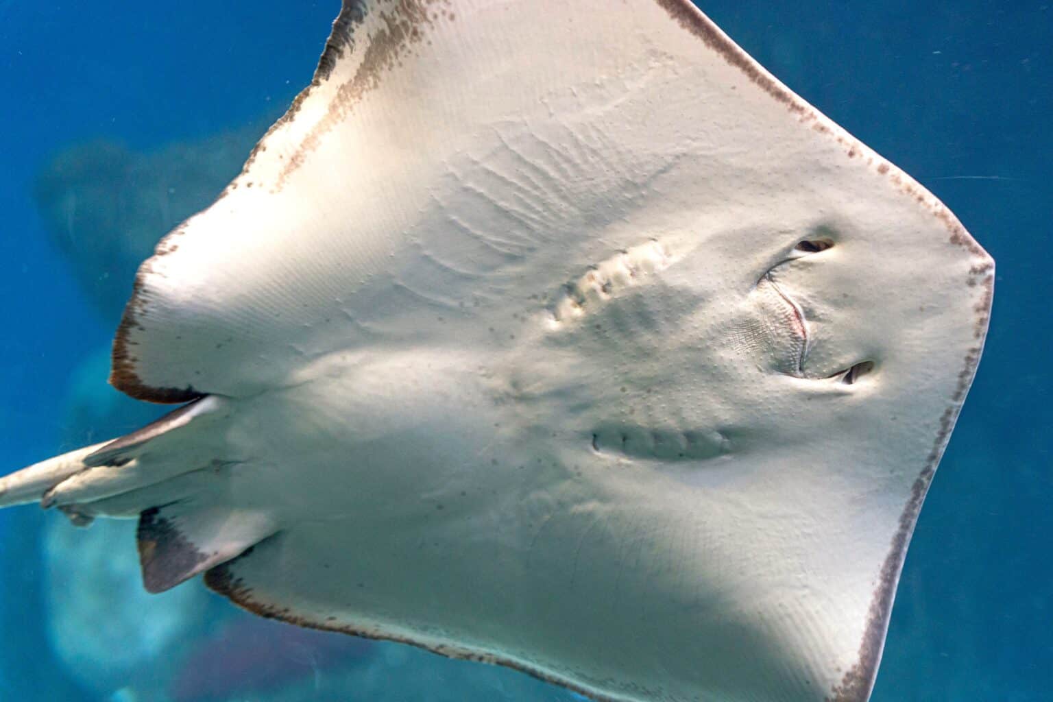 12 Interesting Facts About Stingray Teeth - Aquarium Whisperer
