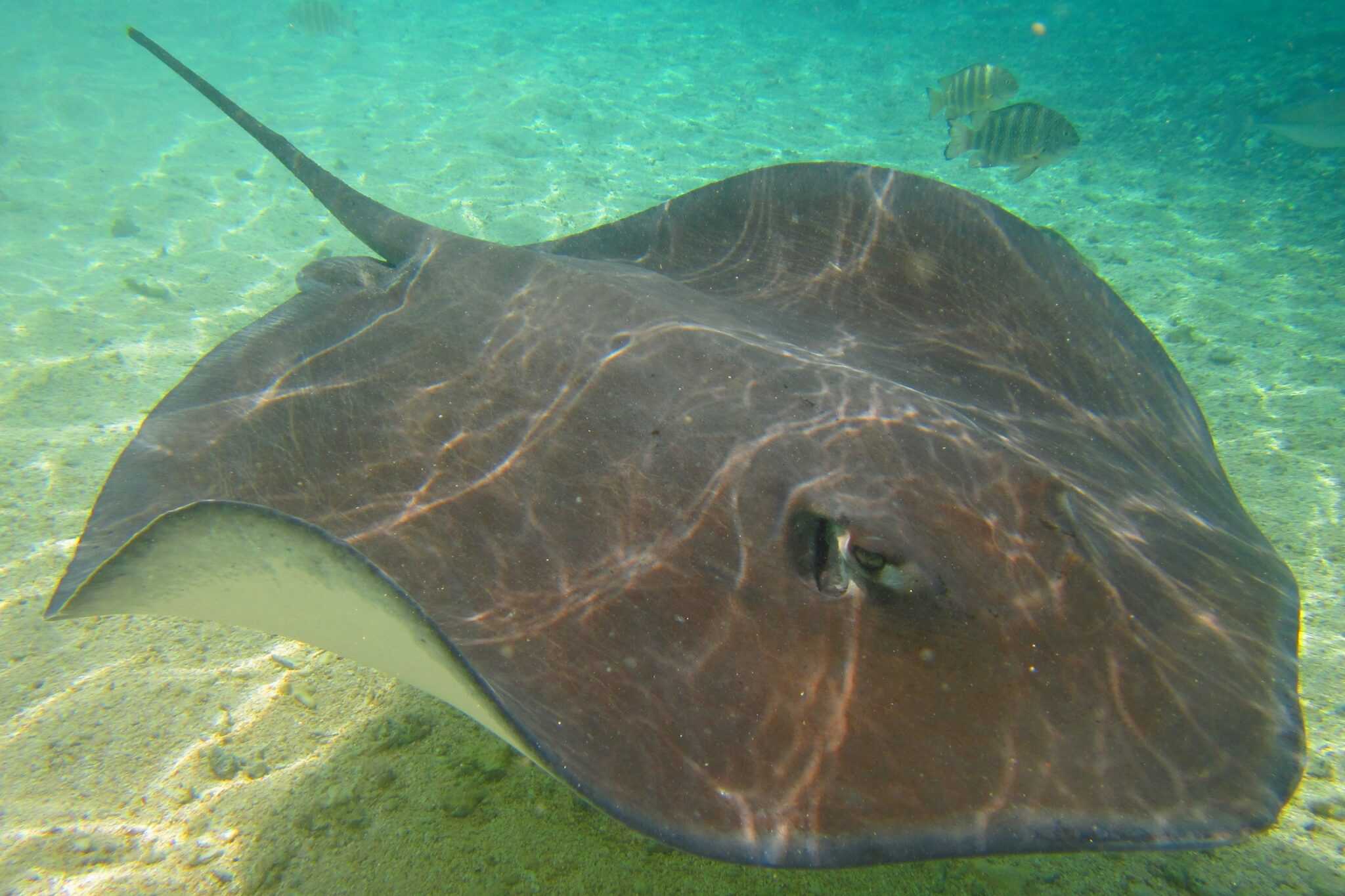 Manta Ray vs. Stingray: What’s the Difference?