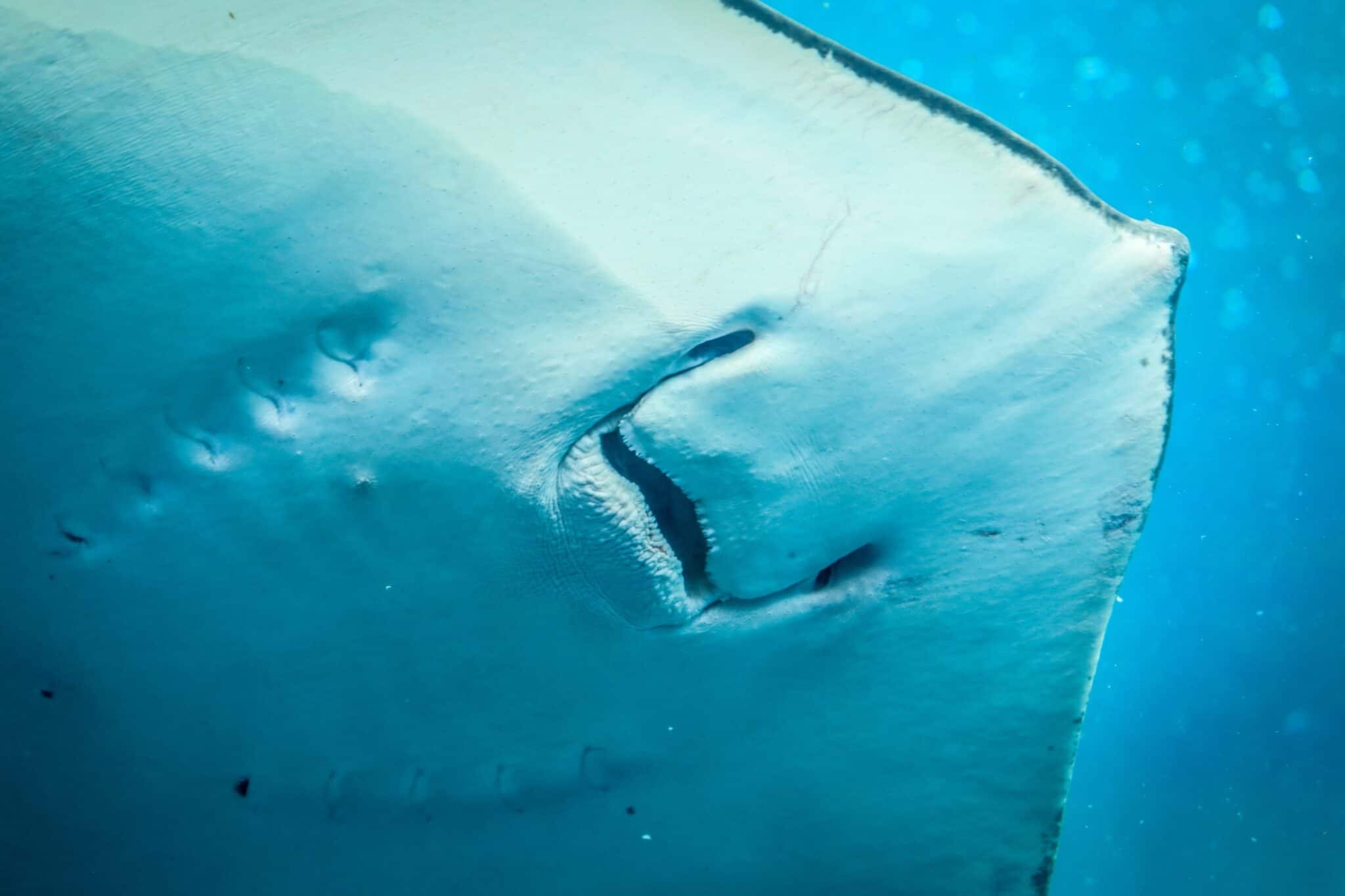 12 Interesting Facts About Stingray Teeth - Aquarium Whisperer