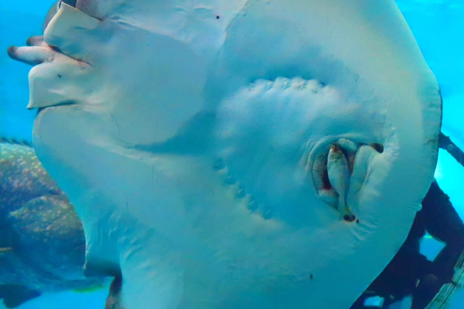 12 Interesting Facts About Stingray Teeth - Aquarium Whisperer