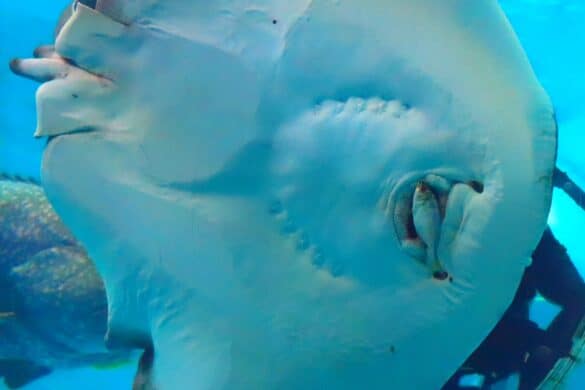12 Interesting Facts About Stingray Teeth - Aquarium Whisperer