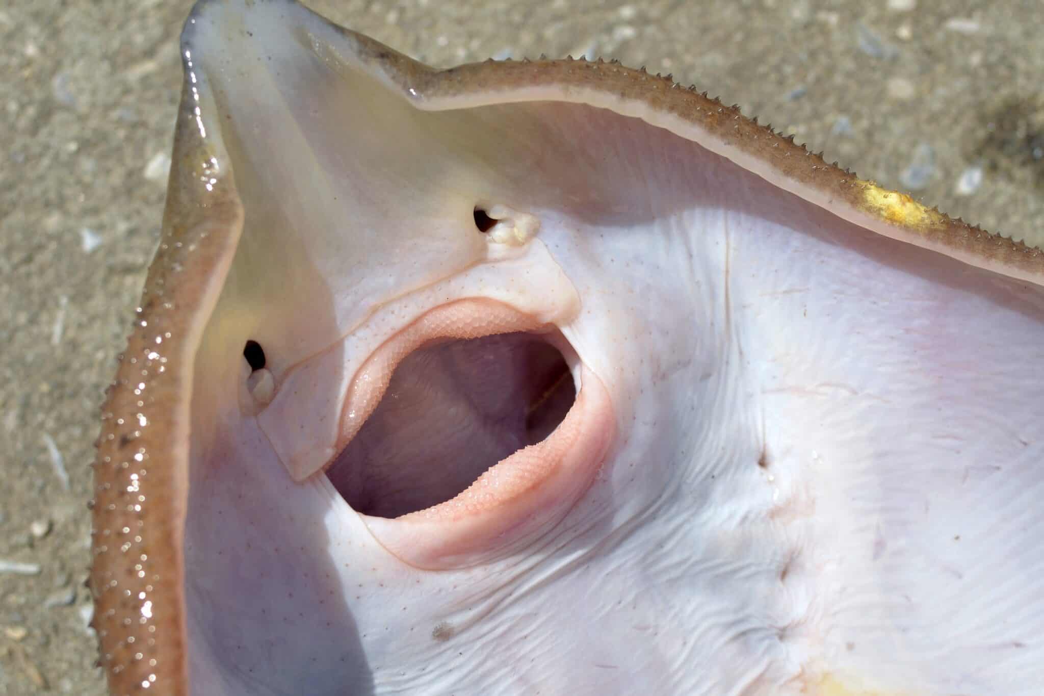 12 Interesting Facts About Stingray Teeth - Aquarium Whisperer