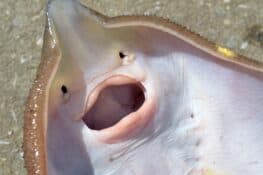 12 Interesting Facts About Stingray Teeth - Aquarium Whisperer