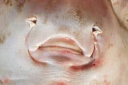 12 Interesting Facts About Stingray Teeth - Aquarium Whisperer