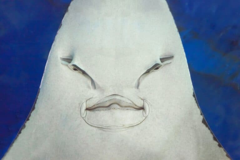 12 Interesting Facts About Stingray Teeth - Aquarium Whisperer