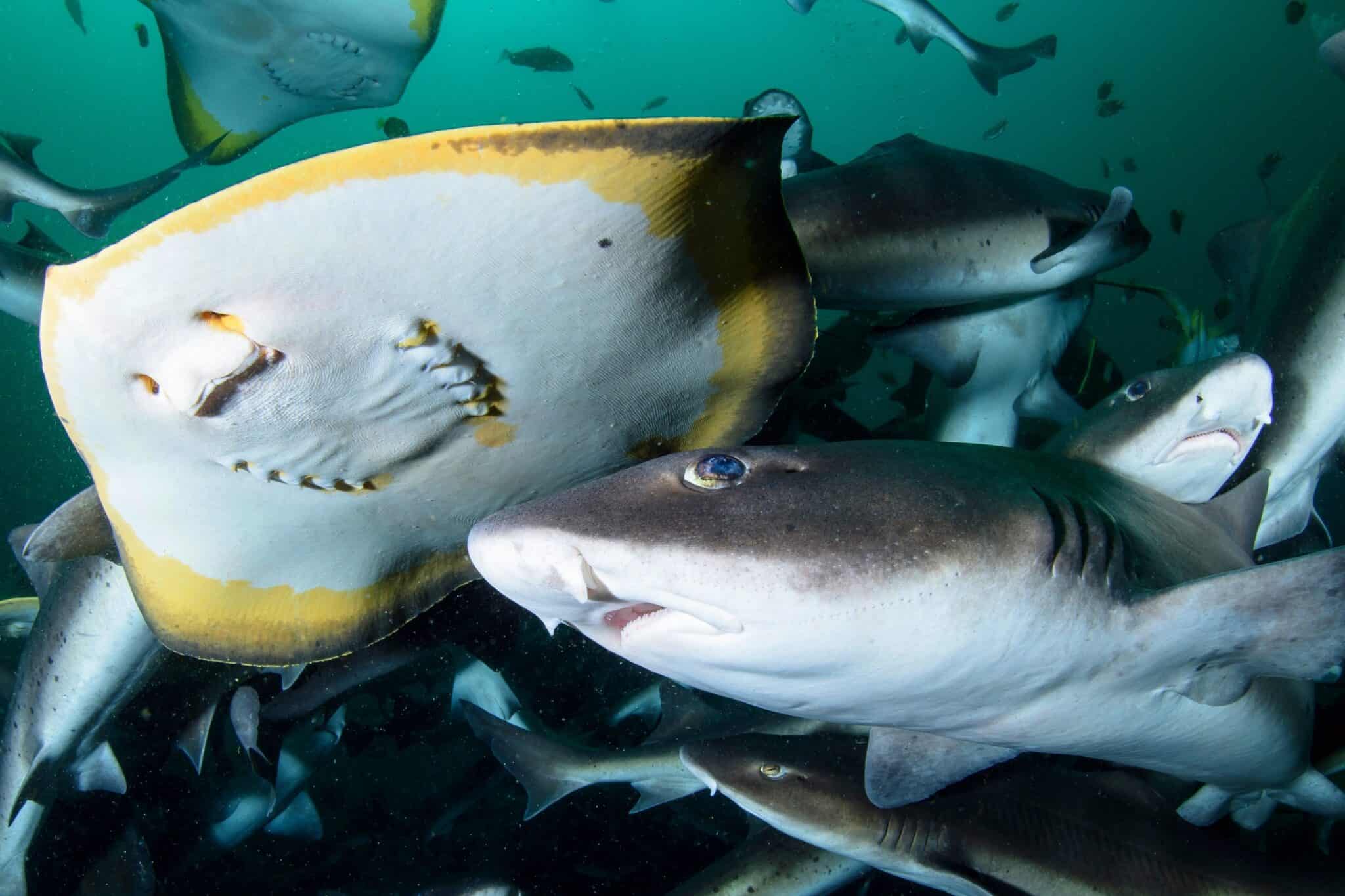 12 Interesting Facts About Stingray Teeth - Aquarium Whisperer