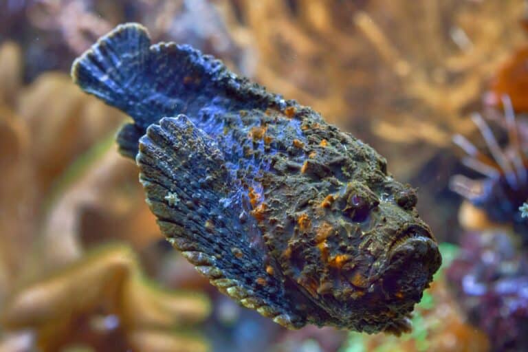 18 Popular Fish With Big Lips