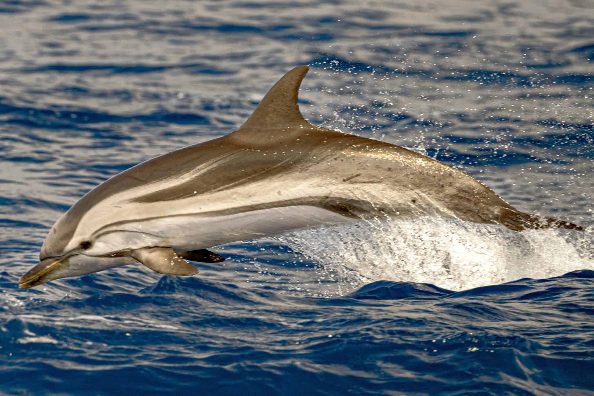 25 Different Types of Dolphins: A Definitive Guide