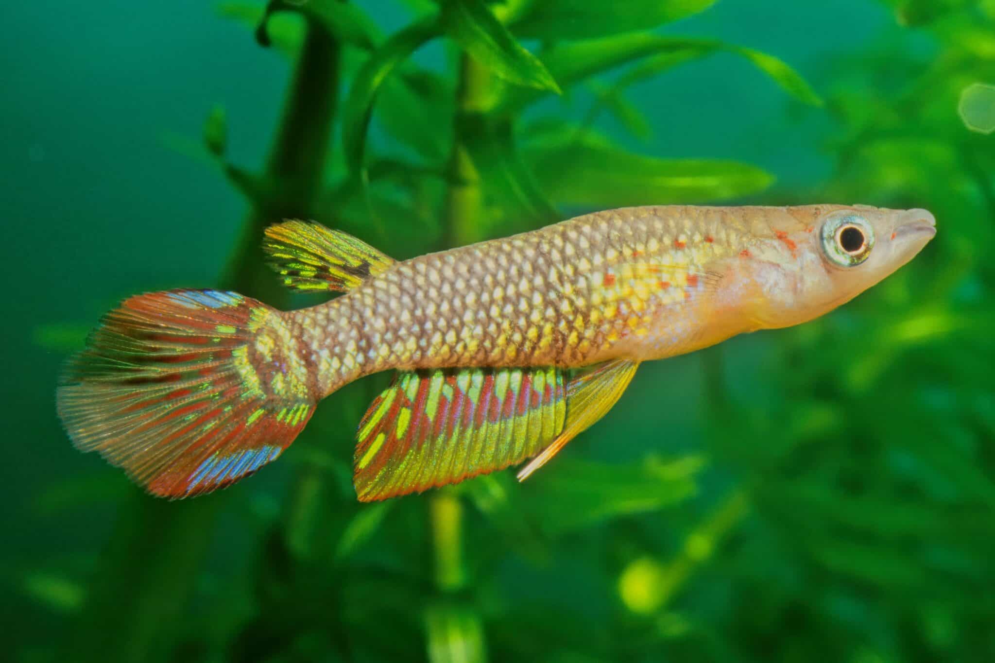 31 Best Top-Dwelling Fish for Your Aquarium