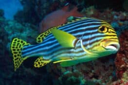 18 Popular Fish With Big Lips