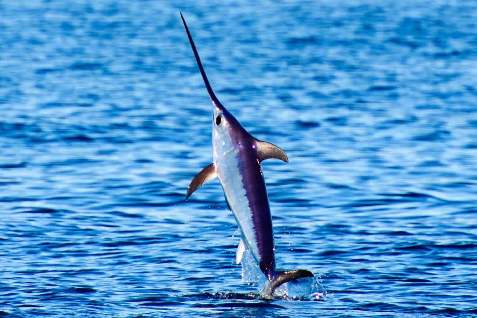 Marlin vs. Swordfish: What’s the Difference?
