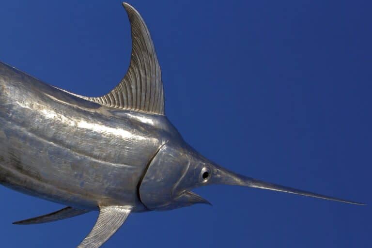Marlin vs. Swordfish: What’s the Difference?