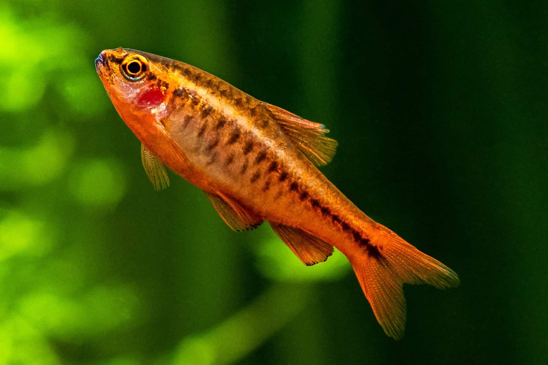 31 Best Top-Dwelling Fish for Your Aquarium