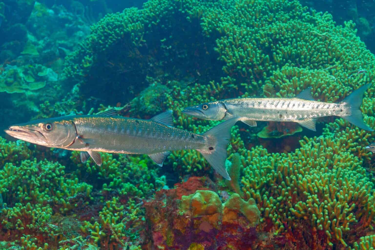 Do Barracudas Attack Humans? - Are They Dangerous?