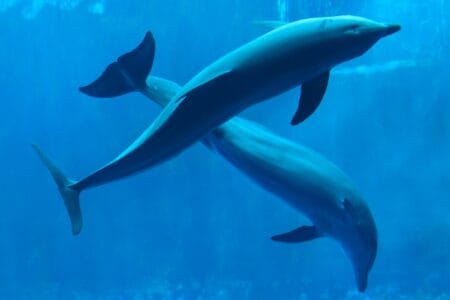 How Do Dolphins Mate? - Dolphin Reproduction Explained