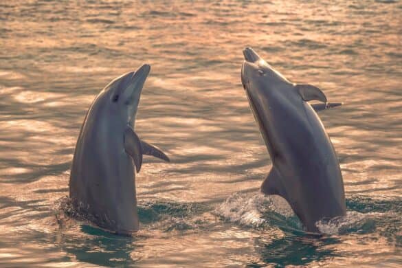Dolphin Brain & Intelligence: Are They Smarter Than Humans?