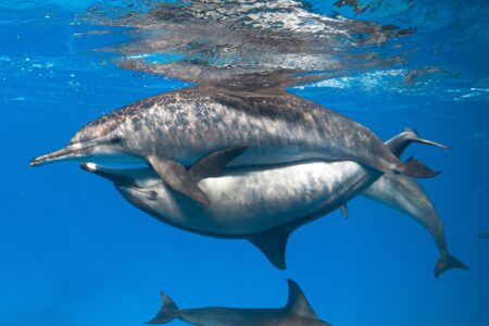 How Do Dolphins Mate? - Dolphin Reproduction Explained