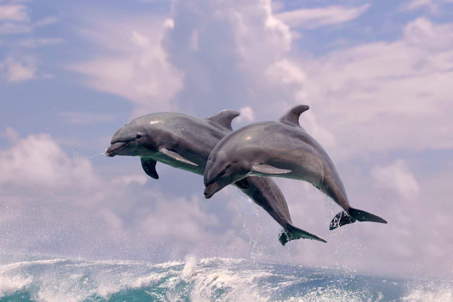 Dolphin Brain & Intelligence: Are They Smarter Than Humans?