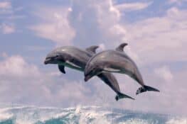Dolphin Brain & Intelligence: Are They Smarter Than Humans?