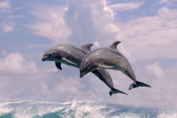 Dolphin Brain & Intelligence: Are They Smarter Than Humans?