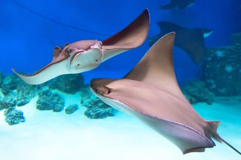 12 Interesting Facts About Stingray Teeth - Aquarium Whisperer