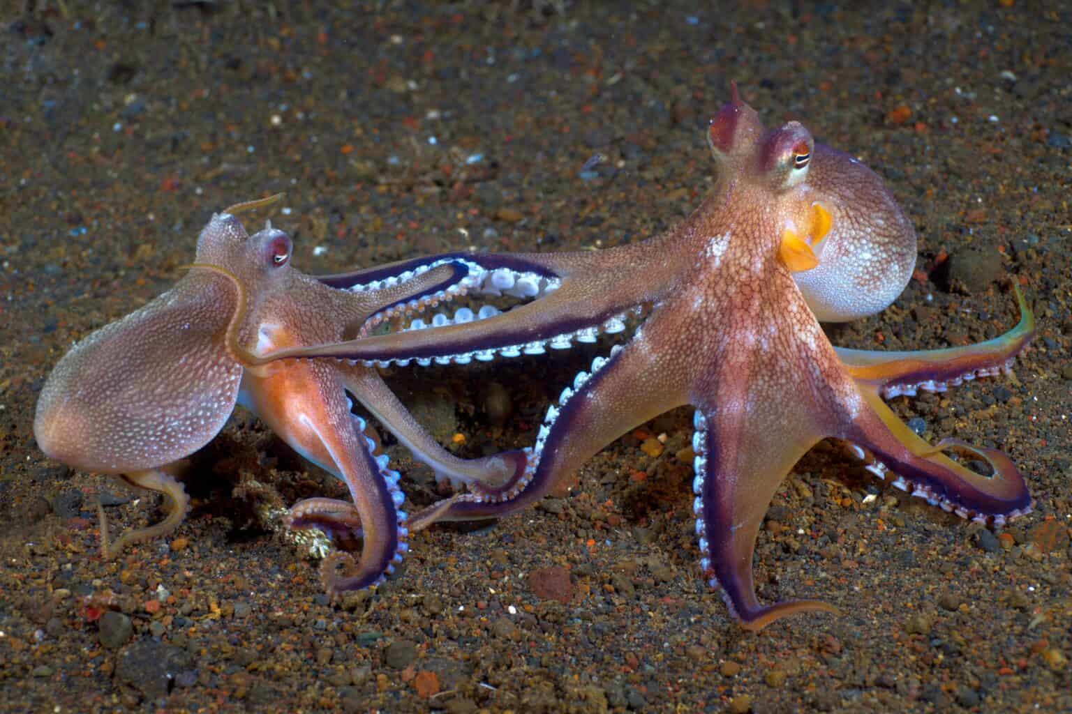 27 Types of Octopus in the Ocean