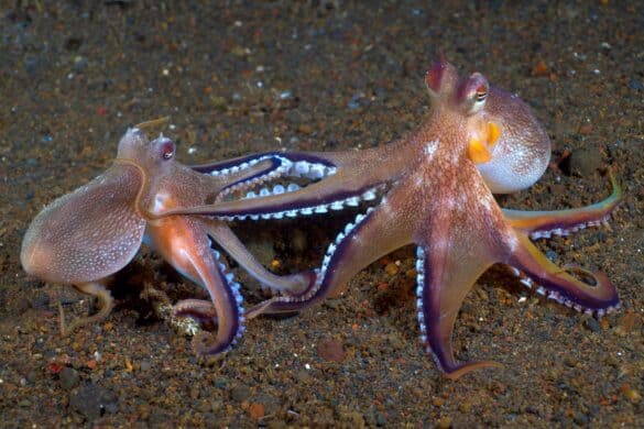 27 Types of Octopus in the Ocean