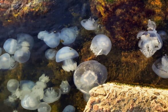 What Is a Group of Jellyfish Called? - Aquarium Whisperer