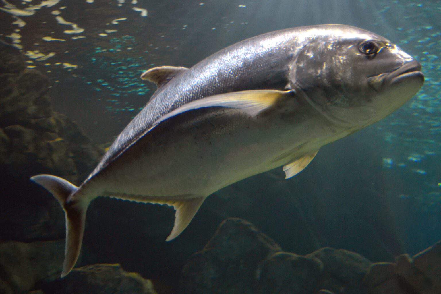 Ranking the 10 Fastest Sea Animals in the Ocean