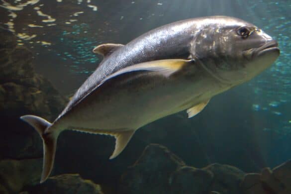 Ranking the 10 Fastest Sea Animals in the Ocean