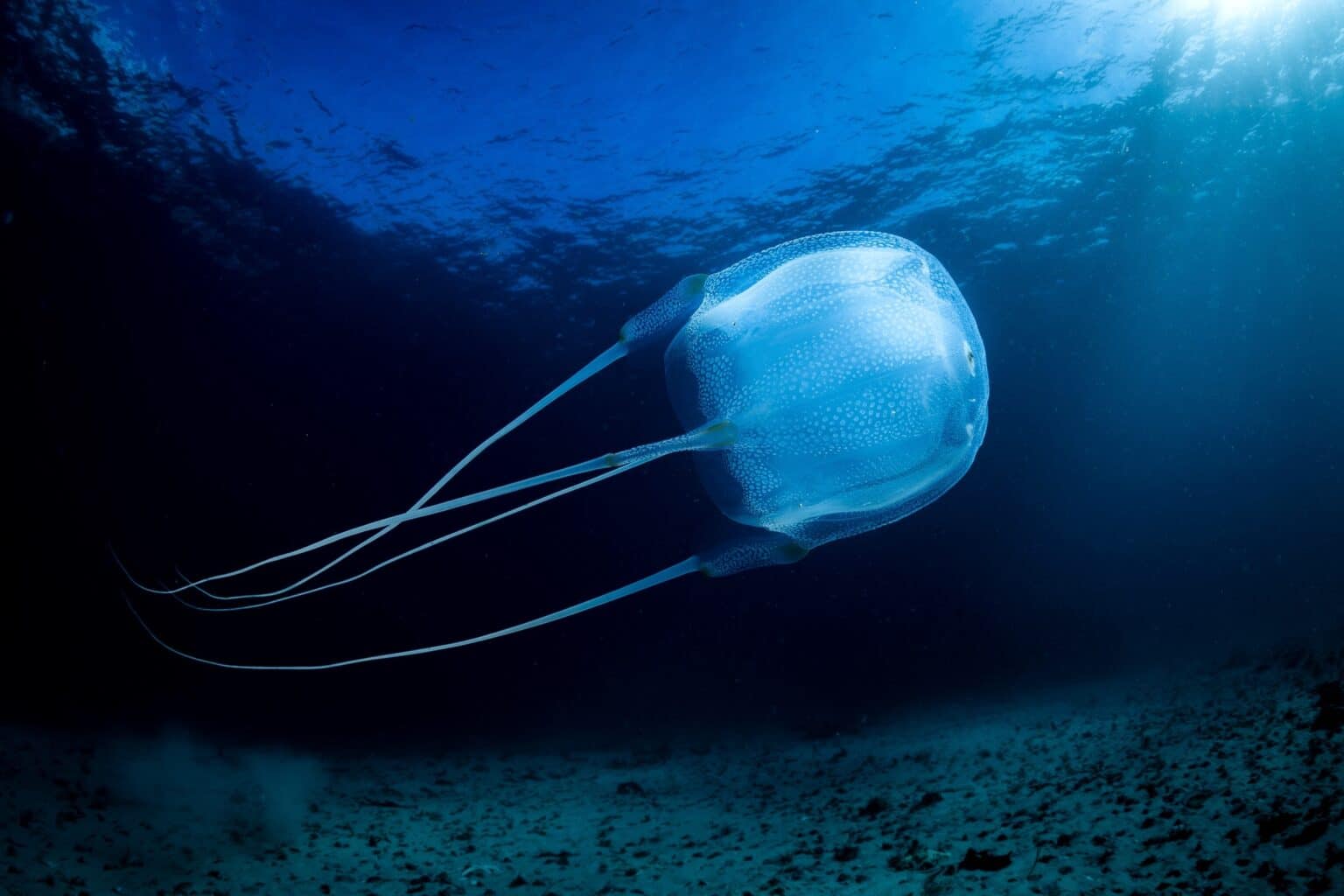 26 Different Types of Jellyfish in the Ocean