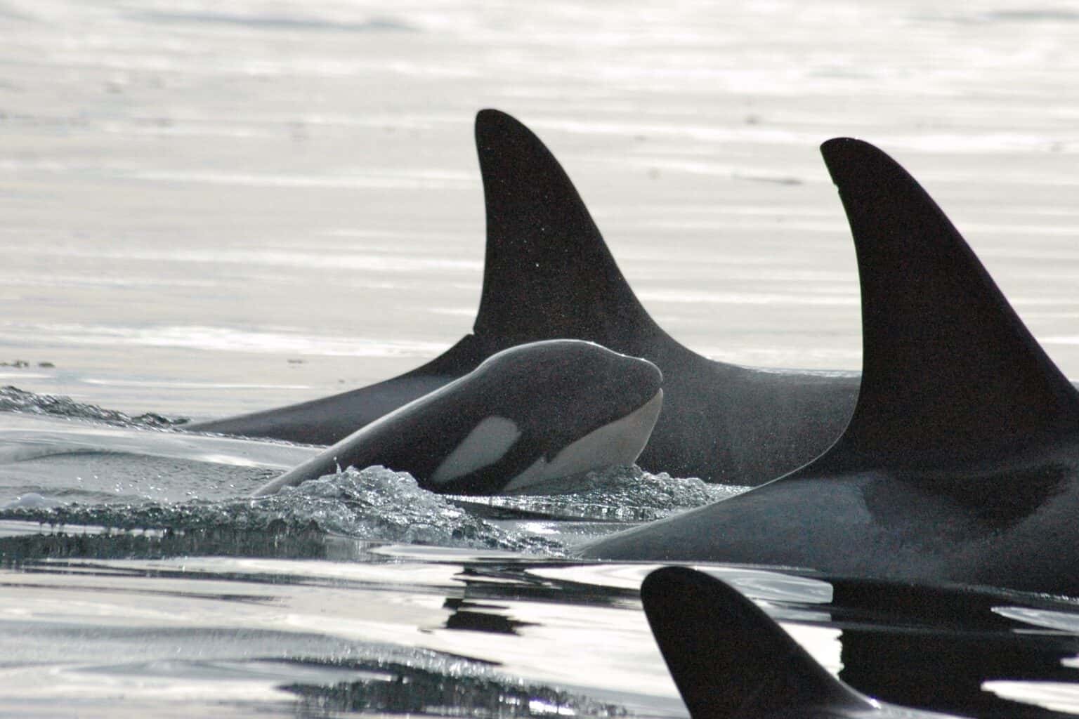 What Is a Baby Whale Called? (With Pictures & Facts)