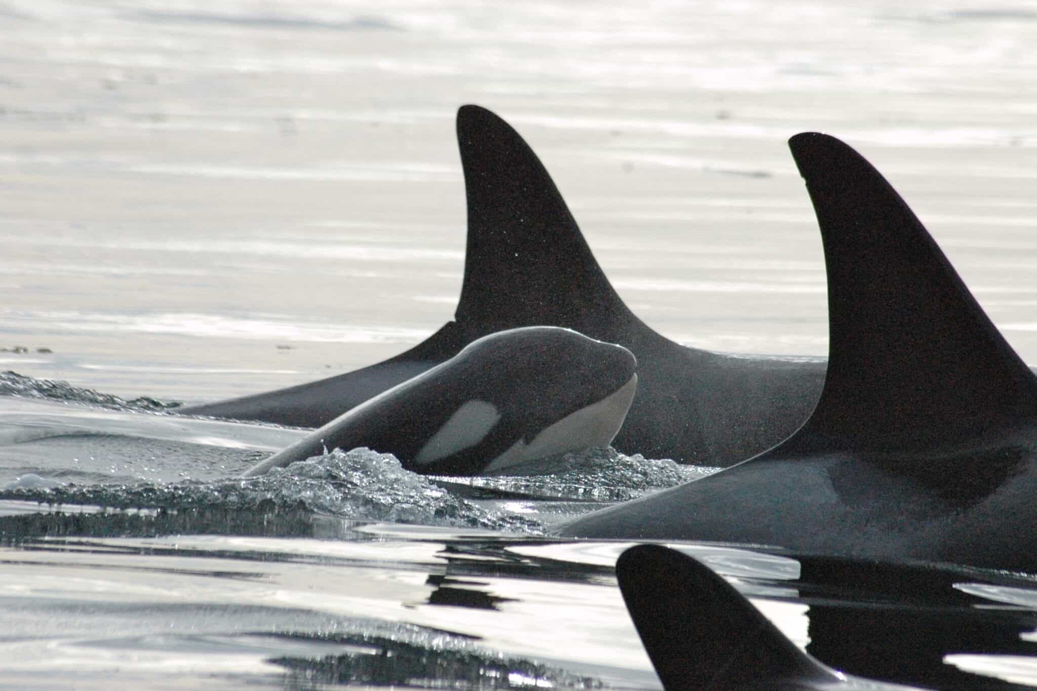 What Is a Baby Whale Called? (With Pictures & Facts)