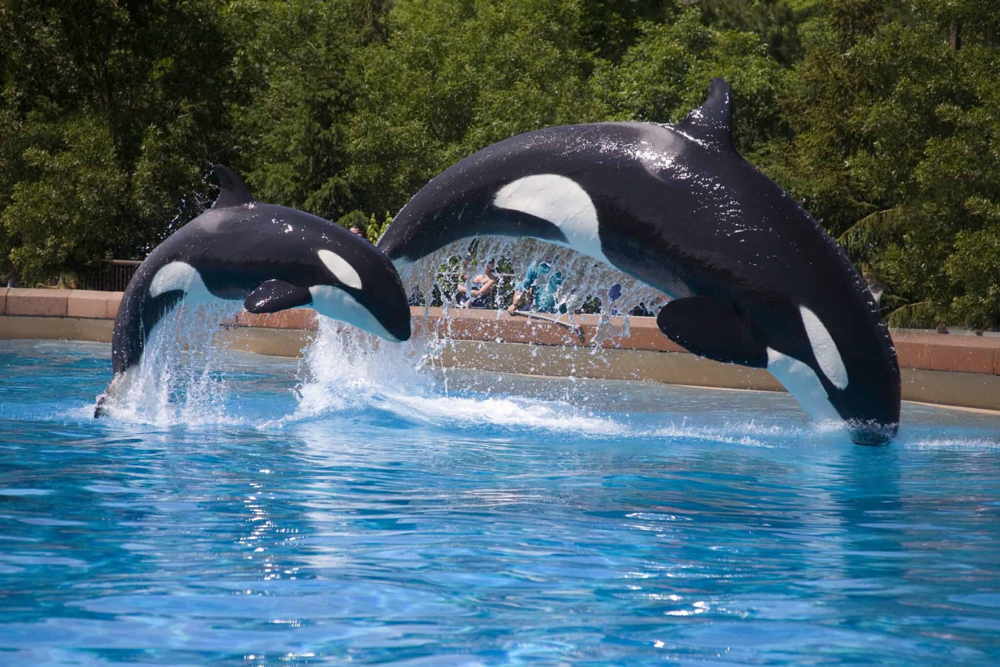 What Is a Baby Whale Called? (With Pictures & Facts)