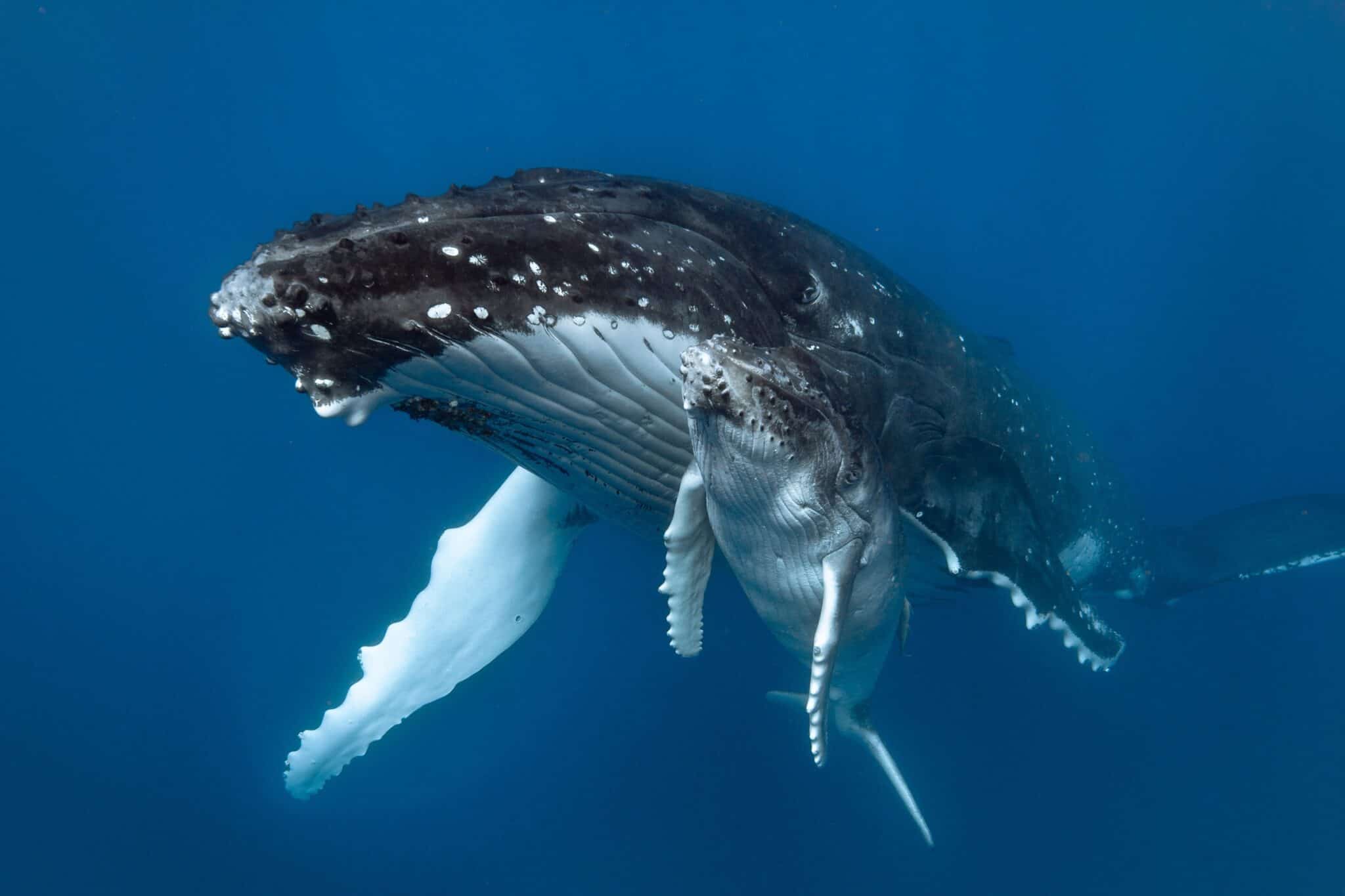 What Is a Baby Whale Called? (With Pictures & Facts)