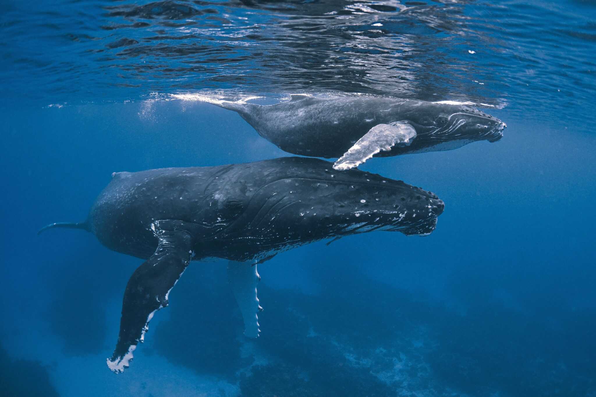What Is a Baby Whale Called? (With Pictures & Facts)