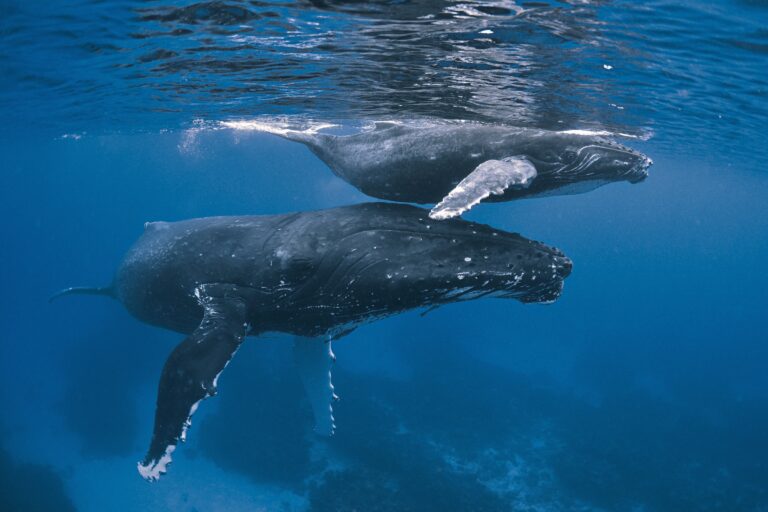 What Is a Baby Whale Called? (With Pictures & Facts)