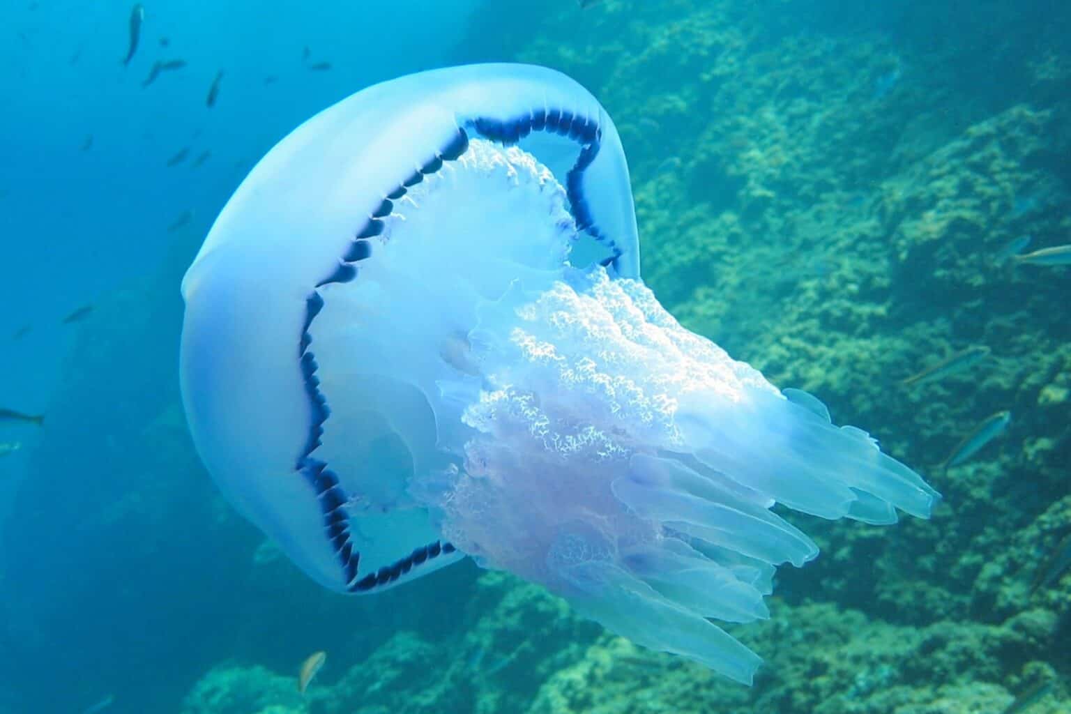 26 Different Types of Jellyfish in the Ocean