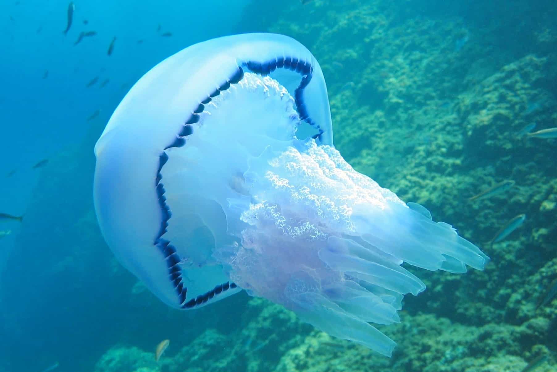 26 Different Types of Jellyfish in the Ocean