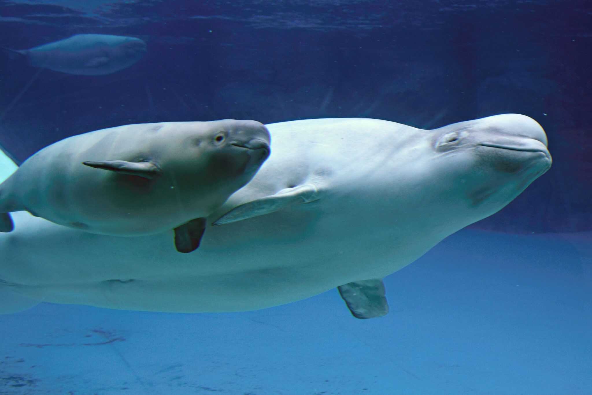 What Is a Baby Whale Called? (With Pictures & Facts)