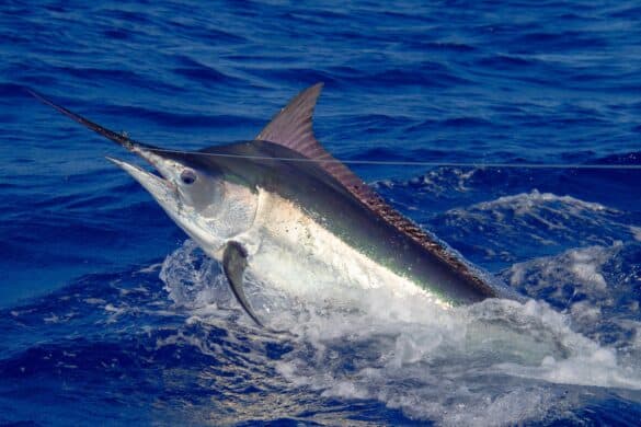 Ranking the 10 Fastest Sea Animals in the Ocean