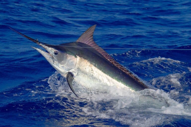 Ranking the 10 Fastest Sea Animals in the Ocean