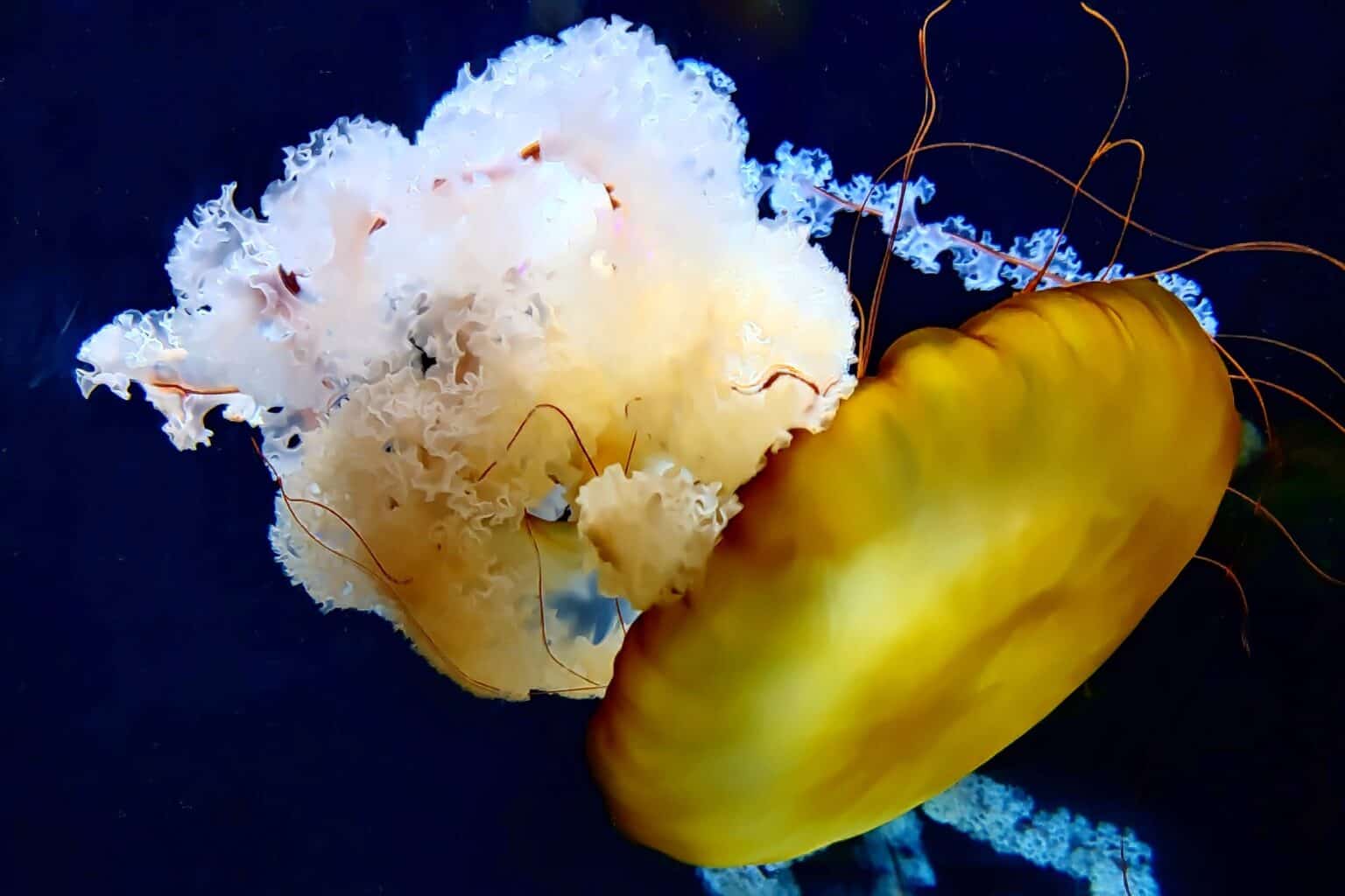 26 Different Types of Jellyfish in the Ocean