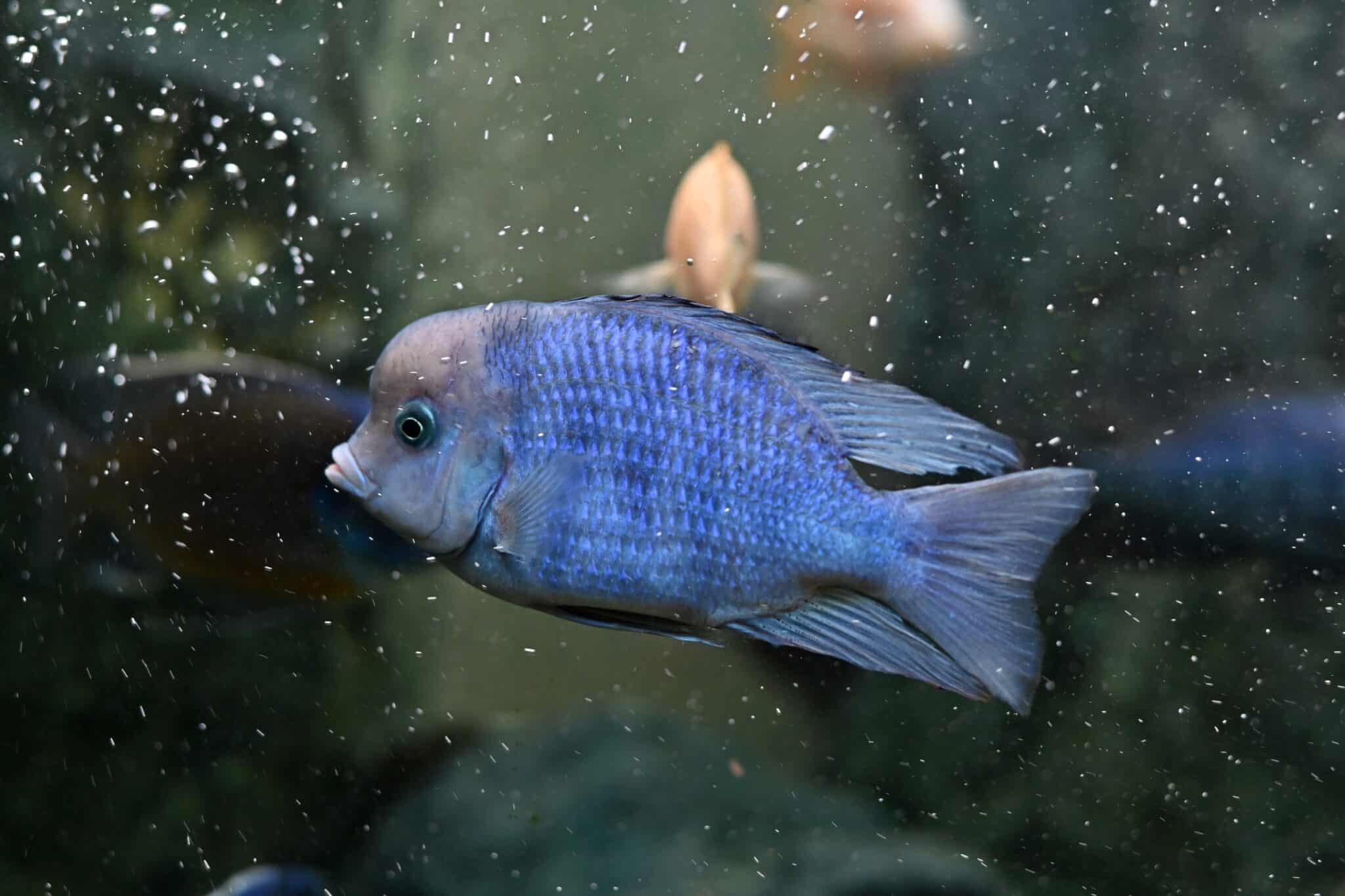 Blue Dolphin Cichlid: Species Profile & Care Guide